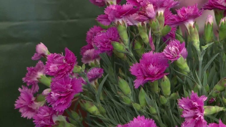 Garofanino giapponese: la rara bellezza floreale che incanta i giardini ...