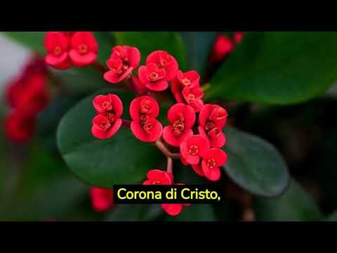Come curare la pianta Spina di Cristo: guida ottimizzata | Actualizado ...