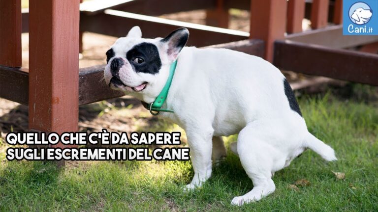 Cacca cane con muco: cause e rimedi | Actualizado octubre 2025